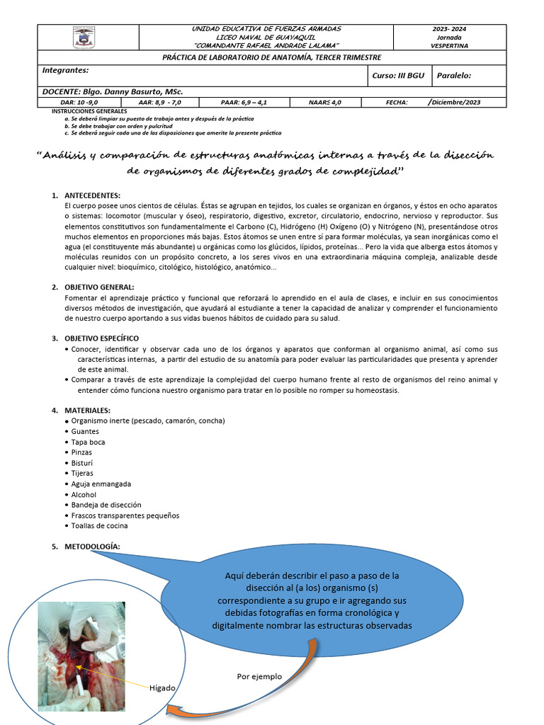 Práctica Disección de Organismos Animales | PDF | Anatomía | Organismos