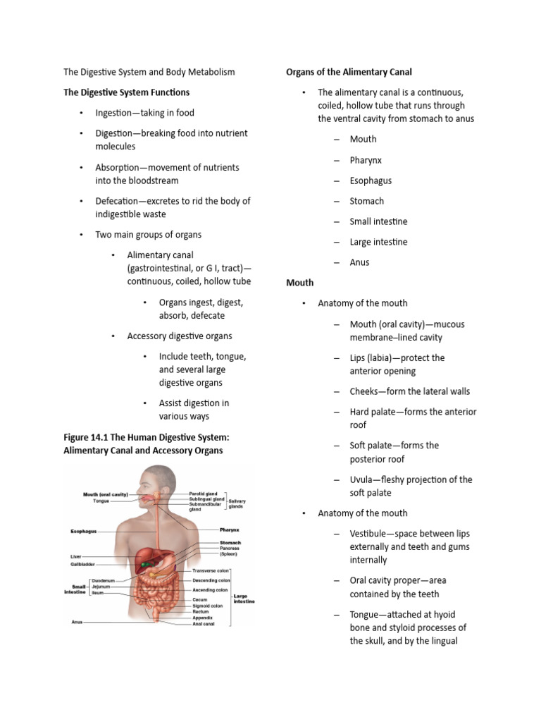 Digestive System Overview and Functions | PDF | Stomach | Small Intestine