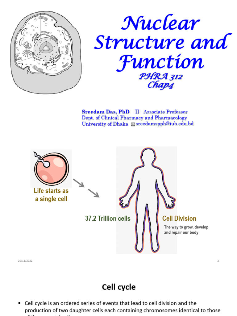Nuclear Structure and Function: PHRA 312 Chap4 | PDF | Meiosis | Mitosis