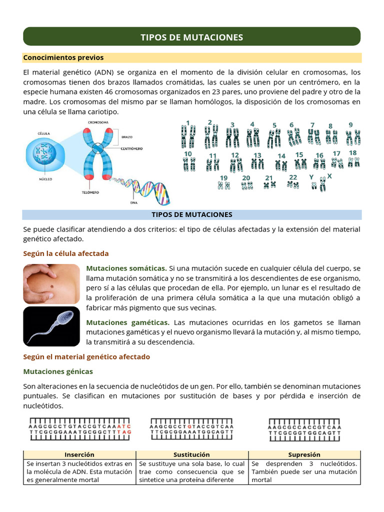 Clase 6 - Tipos de Mutaciones | PDF | Mutación | Cromosoma