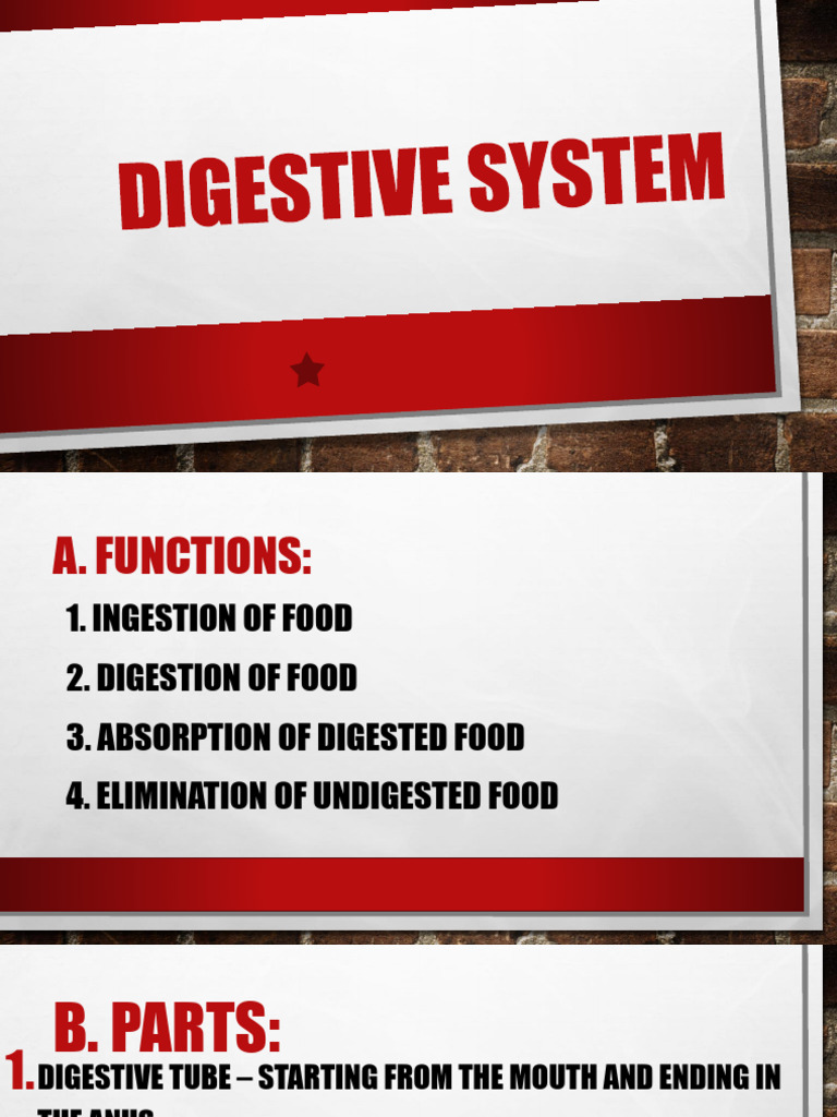DIGESTIVE SYSTEM | PDF | Human Digestive System | Stomach