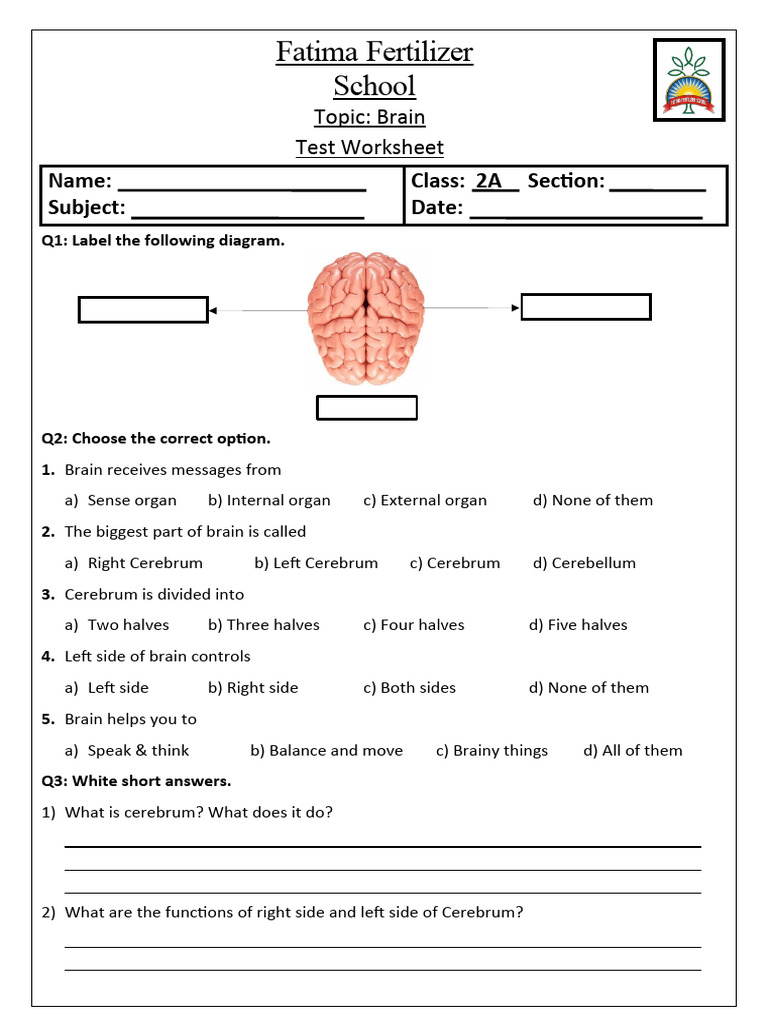 Brain Test Worksheet | PDF