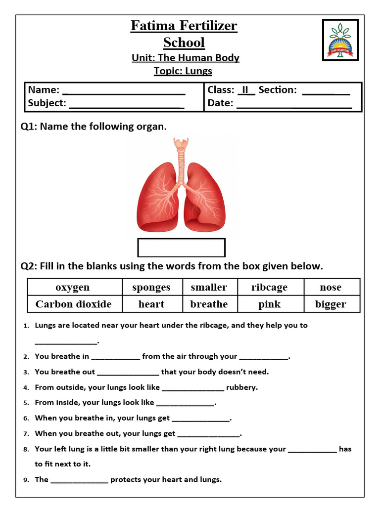 Lungs Worksheet | PDF