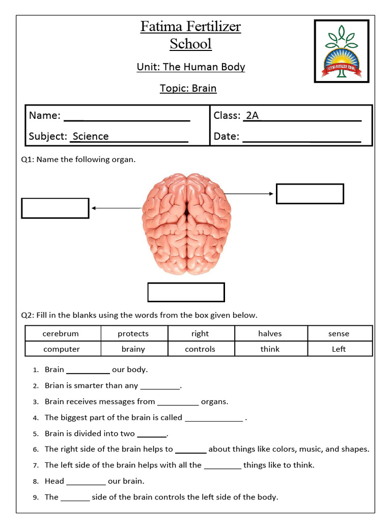 Brain Parts Worksheet for Grade 2 | PDF