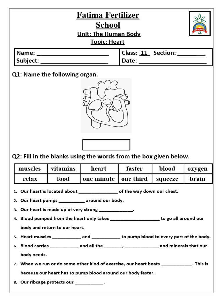 Heart Worksheet 1 | PDF