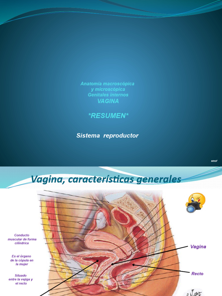4.-Anat Gen Int Fem Vagina Resumen | PDF | Vagina | Epitelio