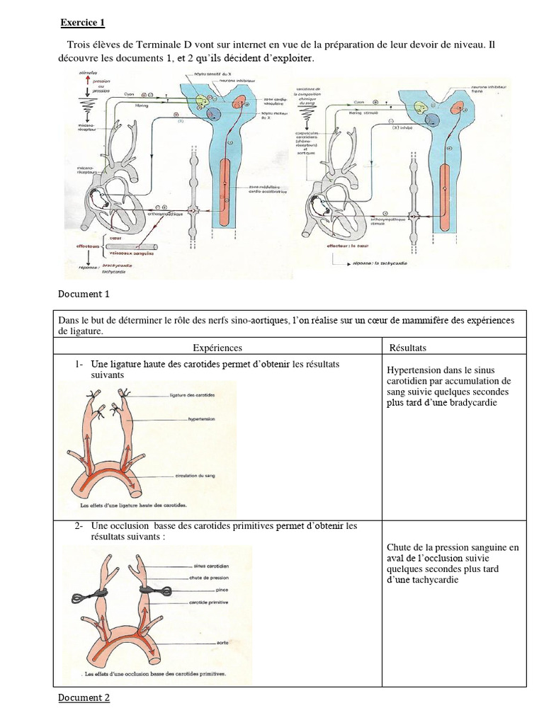 Contraction Musculaire et Mécanismes Associés | PDF | Muscle ...