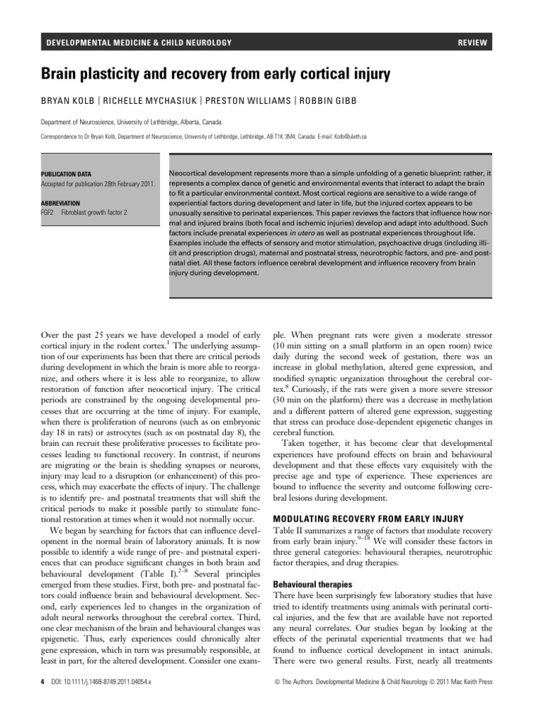 Brain Plasticity After Cortical Injury | PDF | Cerebral Cortex ...