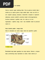 Kostur Čovjeka | PDF