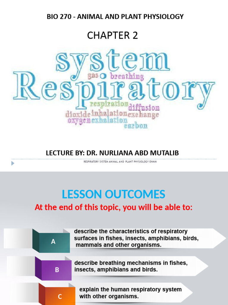 Chapter 2 Respiratory System | Download Free PDF | Respiratory System ...