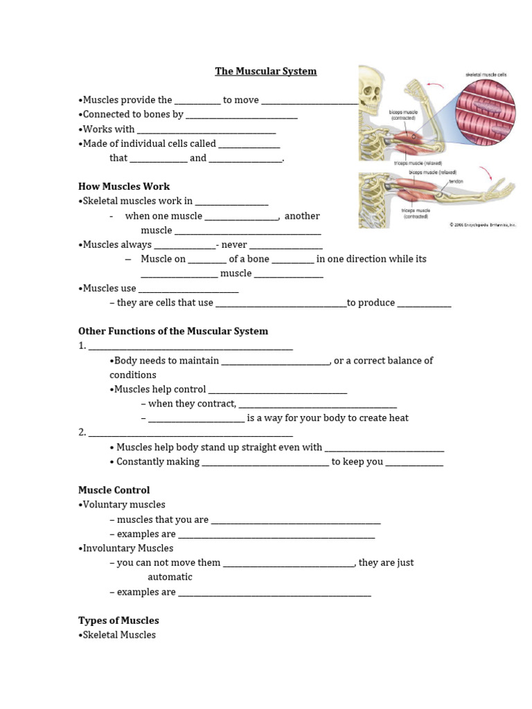 Moksh 2024 - The Muscular System Notes | PDF | Skeletal Muscle | Histology