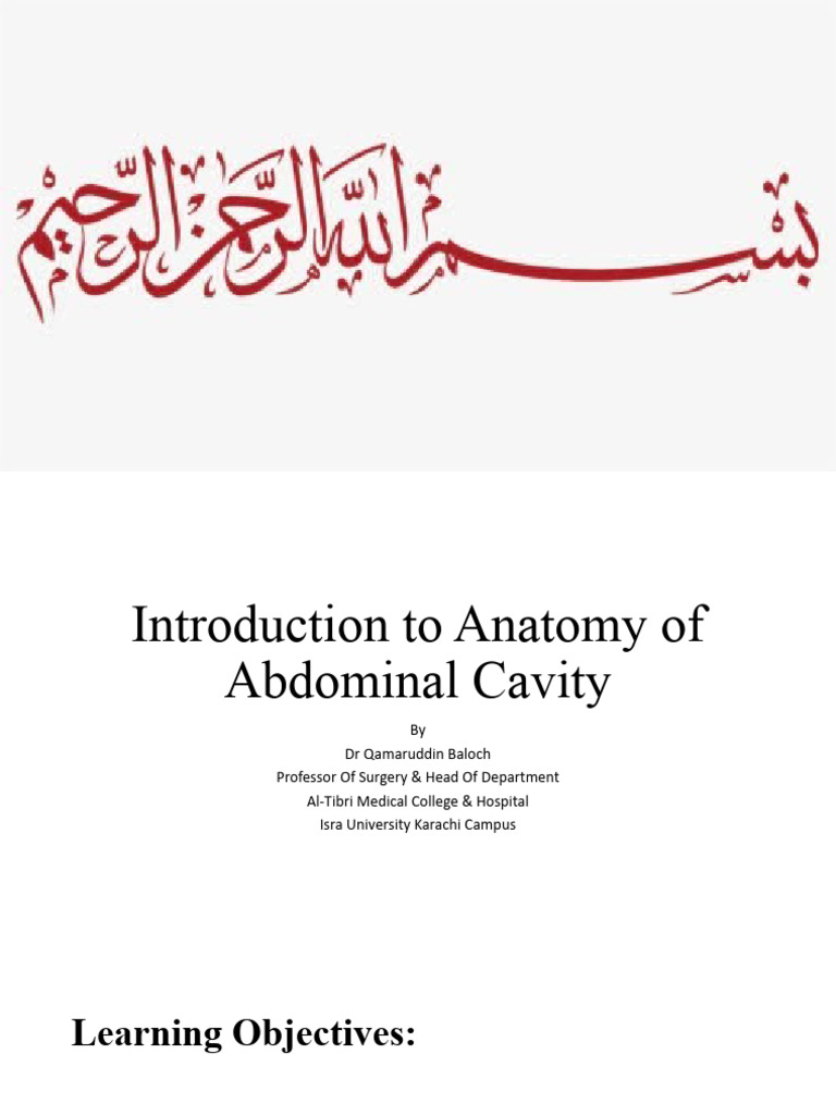 Abdominal Anatomy Pdf Peritoneum Stomach