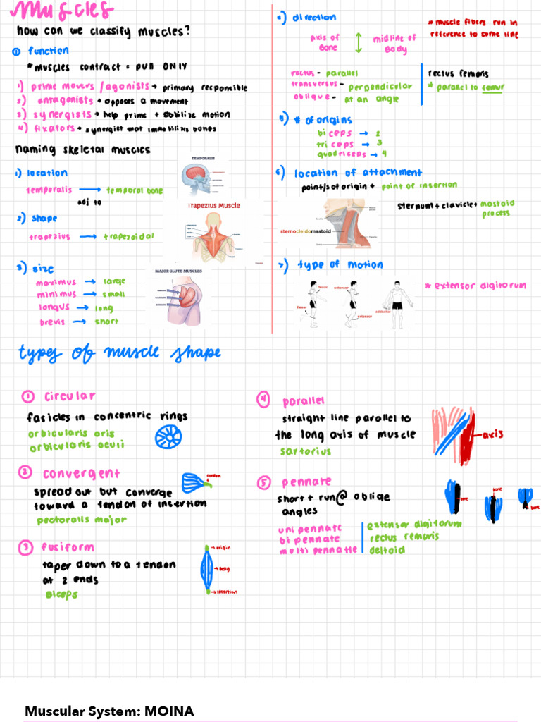 MOINA 1st SEM 1 1 | PDF | Human Leg | Foot