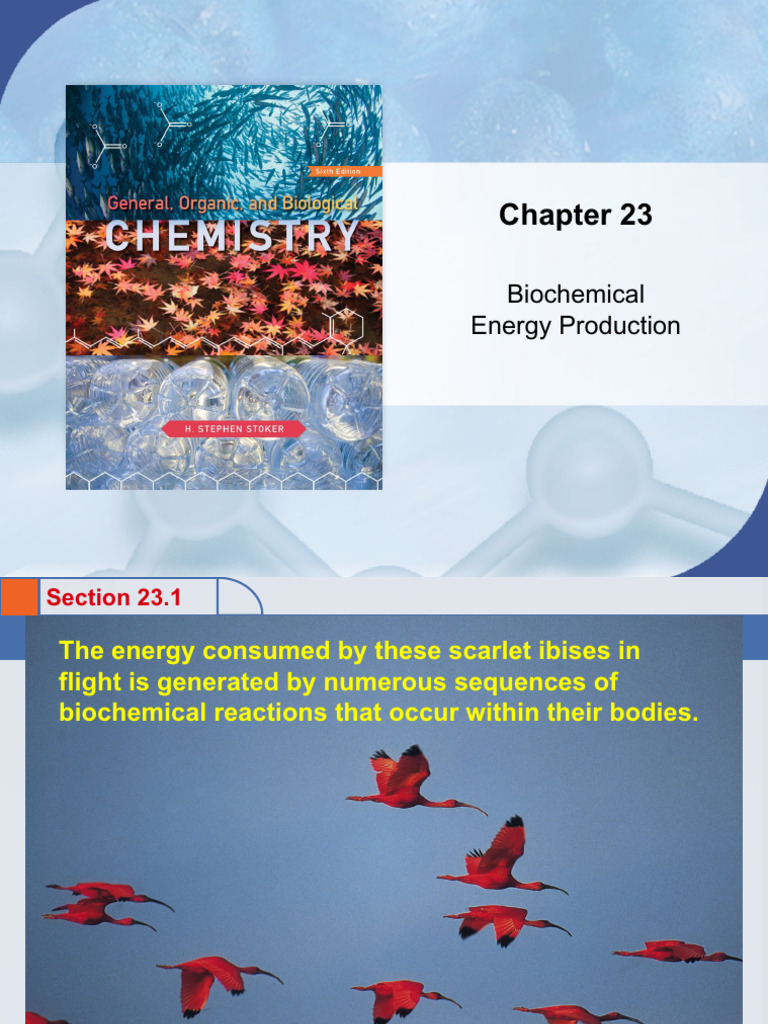 Energy Pathway | PDF