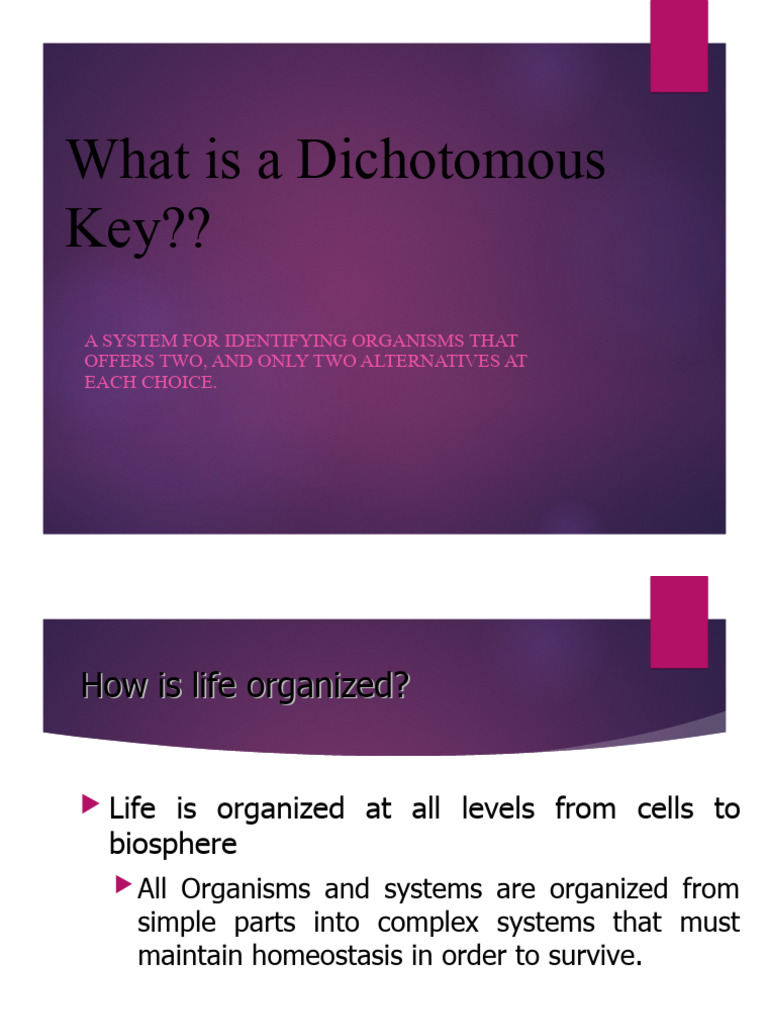 Dichotomous Key Basics for Students | PDF | Tooth | Whales