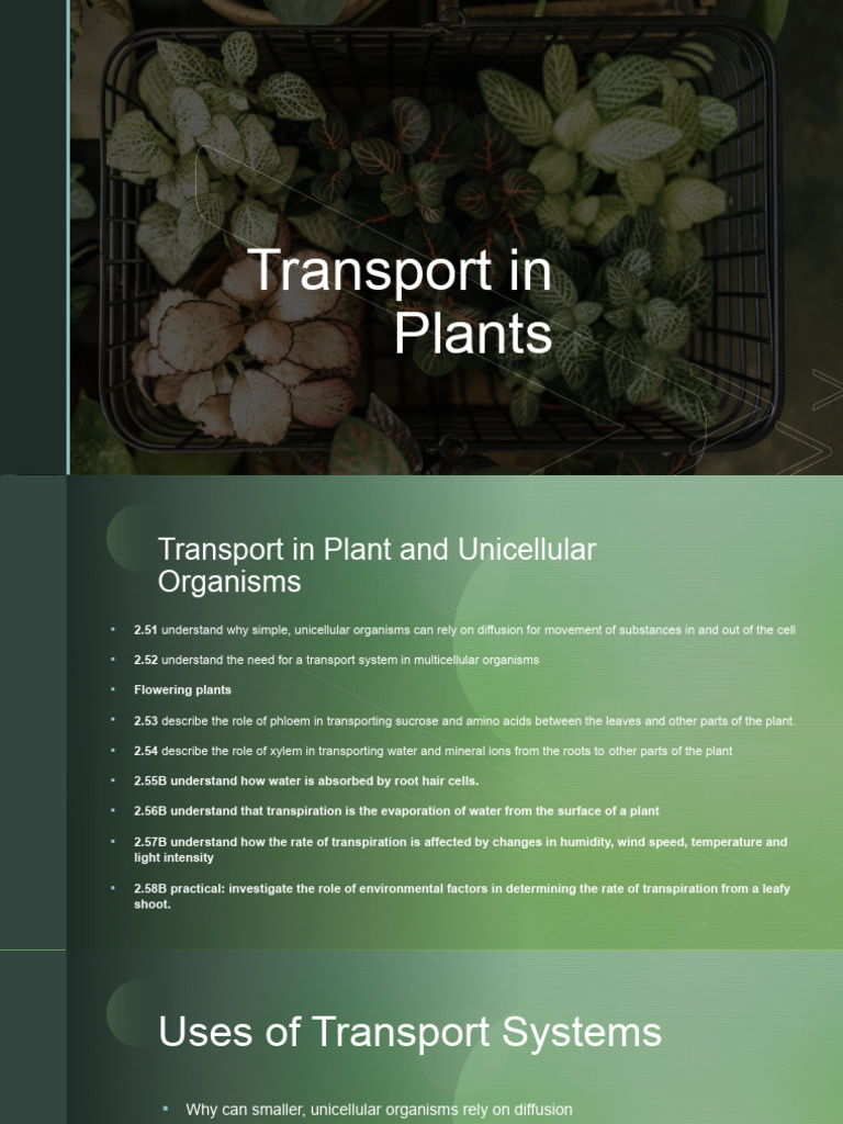 Transport in Plants (1) IGCSE Biology | PDF | Leaf | Organisms