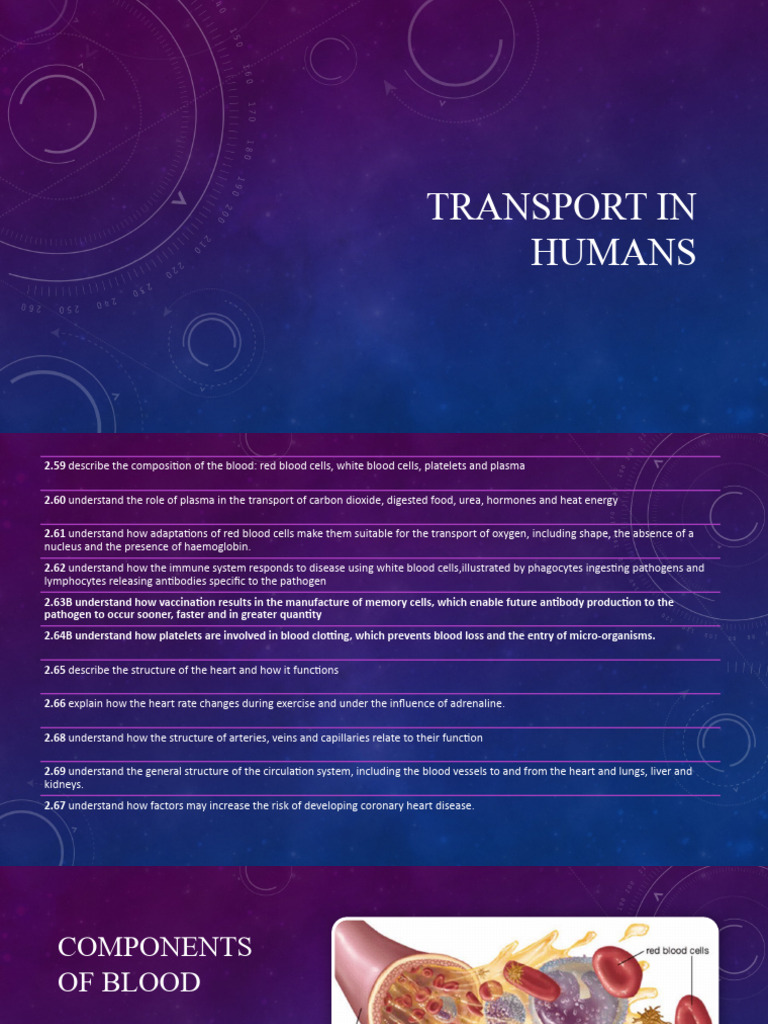 02. Transport in Humans IGCSE Biology | PDF | Vein | Artery