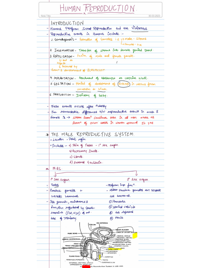 Human Reproduction NOTES | PDF | Labia | Clitoris