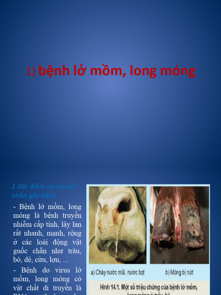 1) Bệnh Lở Mồm, Long Móng | PDF