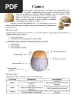 Estructura del Cráneo: Endobase y Exobase | PDF | Otorrinolaringología ...