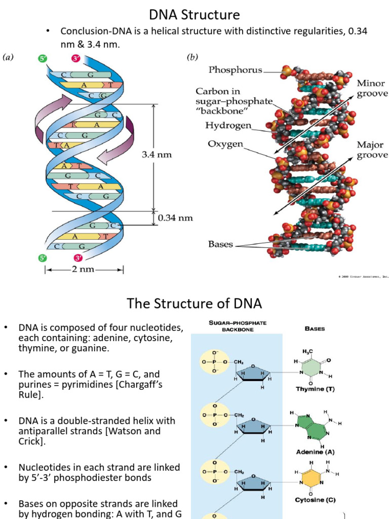 9 Biomolecules - DNA - RNA - Structure | PDF | Rna | Dna