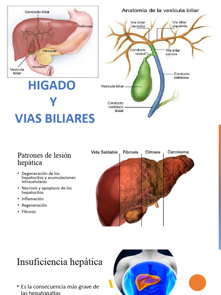 HIGADO Y VIAS BILIARES | PDF | Bilis | Heces