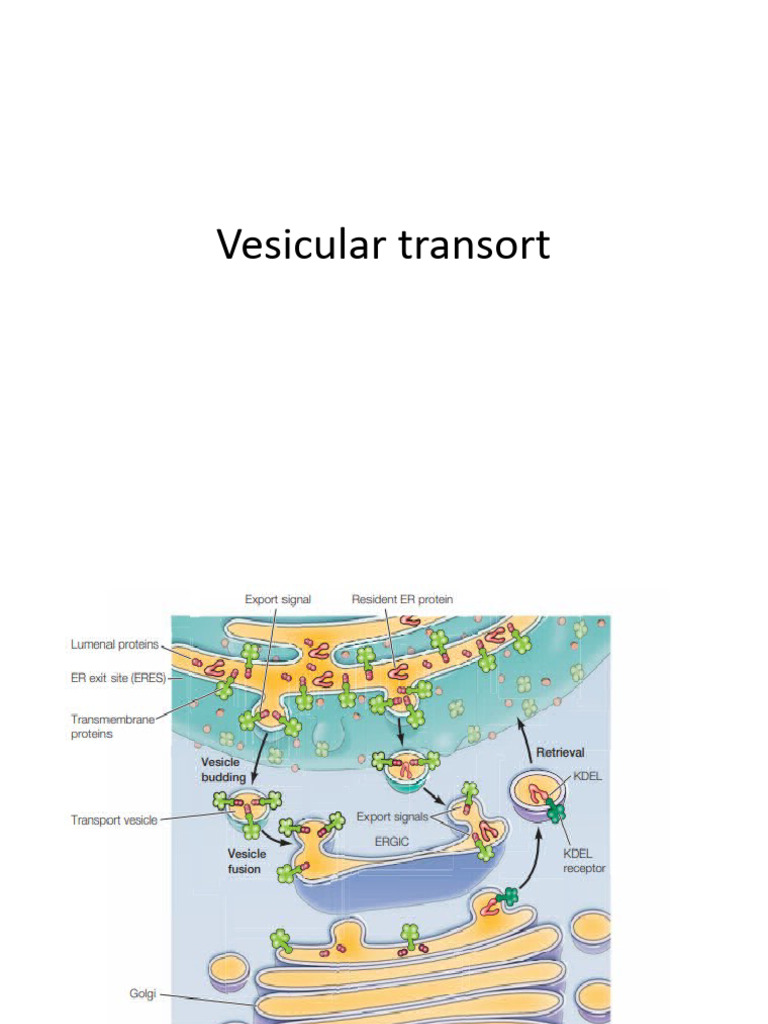 Golgi Transportation | PDF | Vesicle (Biology And Chemistry) | Cell Biology