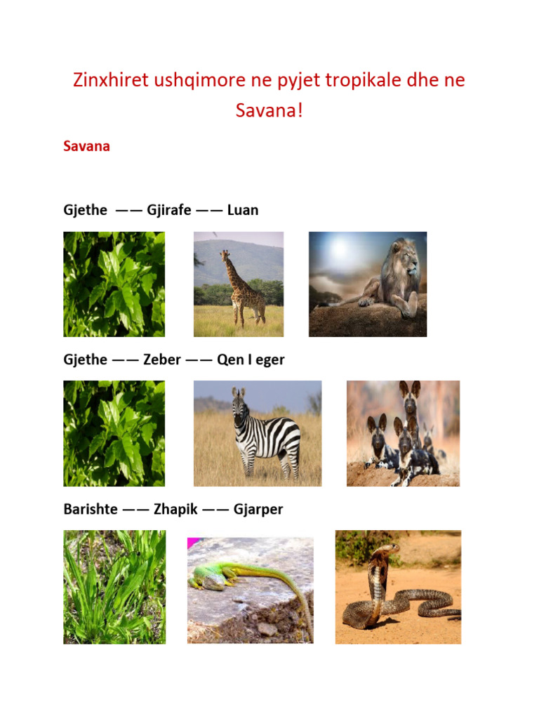 Zinxhiret Ushqimore Ne Pyjet Tropikale Dhe Ne Savana | PDF