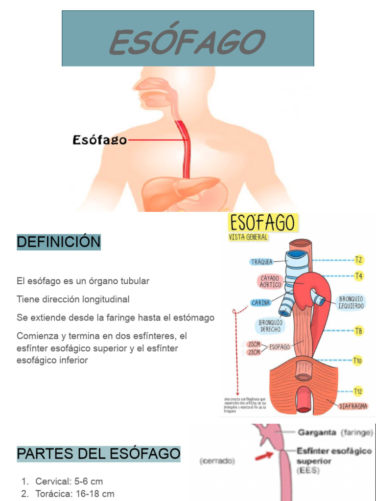 Anatomía y Función del Esófago | PDF | Salud y bienestar | Ciencia y ...