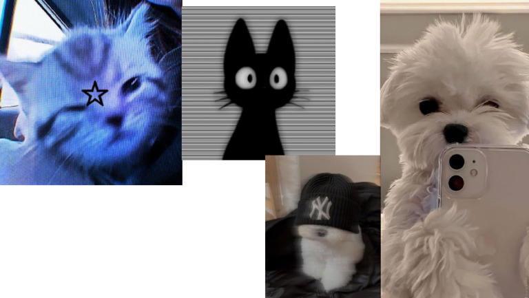 fotos de perfil de animales | PDF