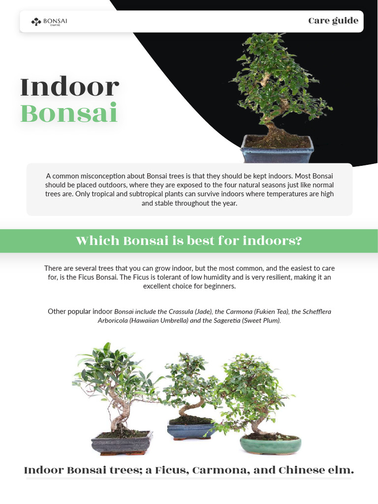 Indoor Bonsaiempire | PDF | Trees | Bonsai