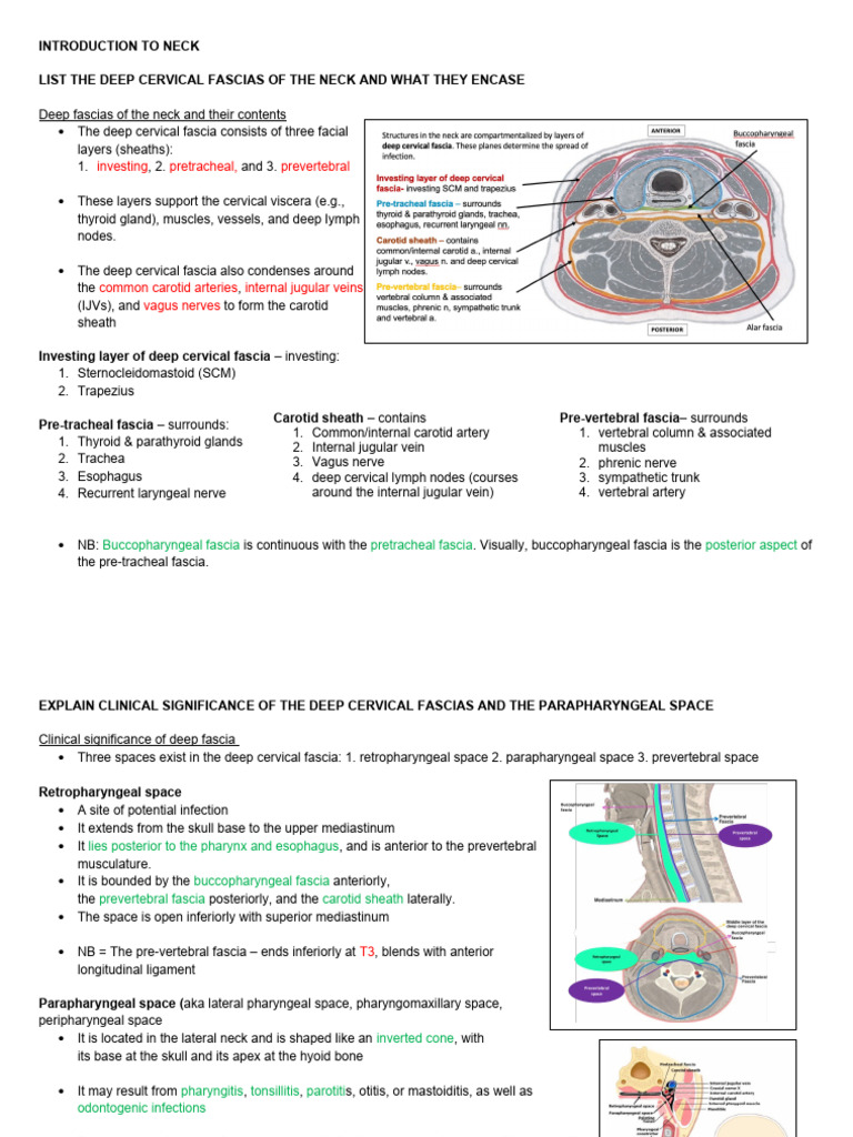GRDA Intro Neck | PDF | Common Carotid Artery | Neck
