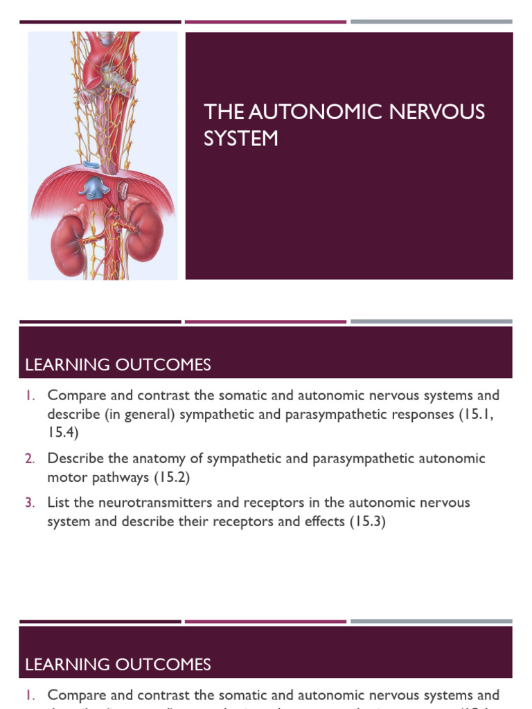 Autonomic CH 15 | PDF | Autonomic Nervous System | Motor Neuron