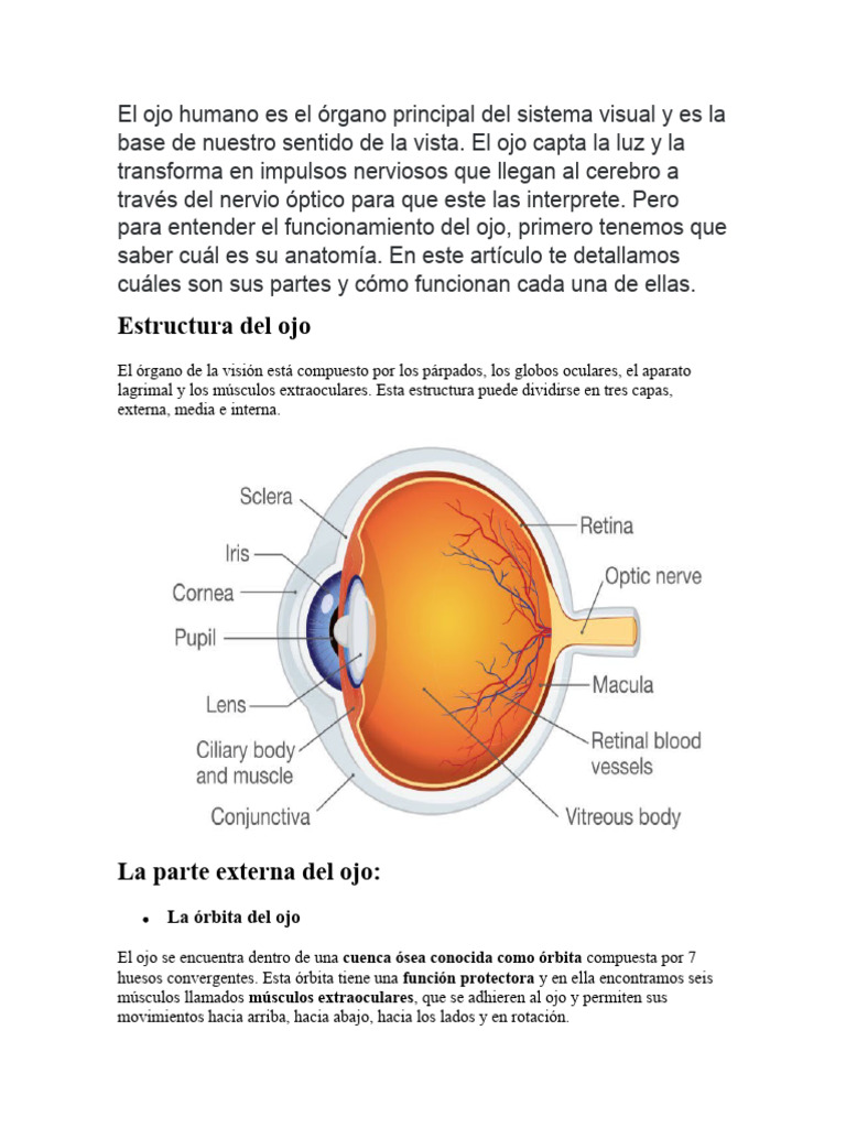 El ojo humano es el órgano principal del sistema visual y es la base de ...