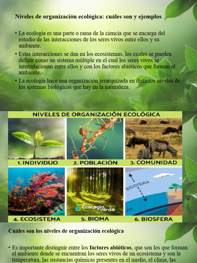 Niveles Ecologicos | PDF | Ecosistema | Ecología