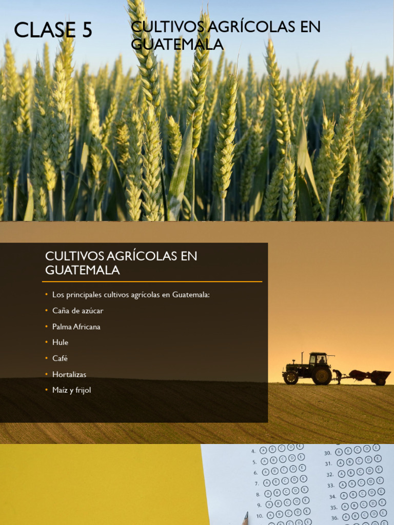 Clase - 5 - Cultivos Agricolas - Guatemala | PDF | Guatemala | Agricultura