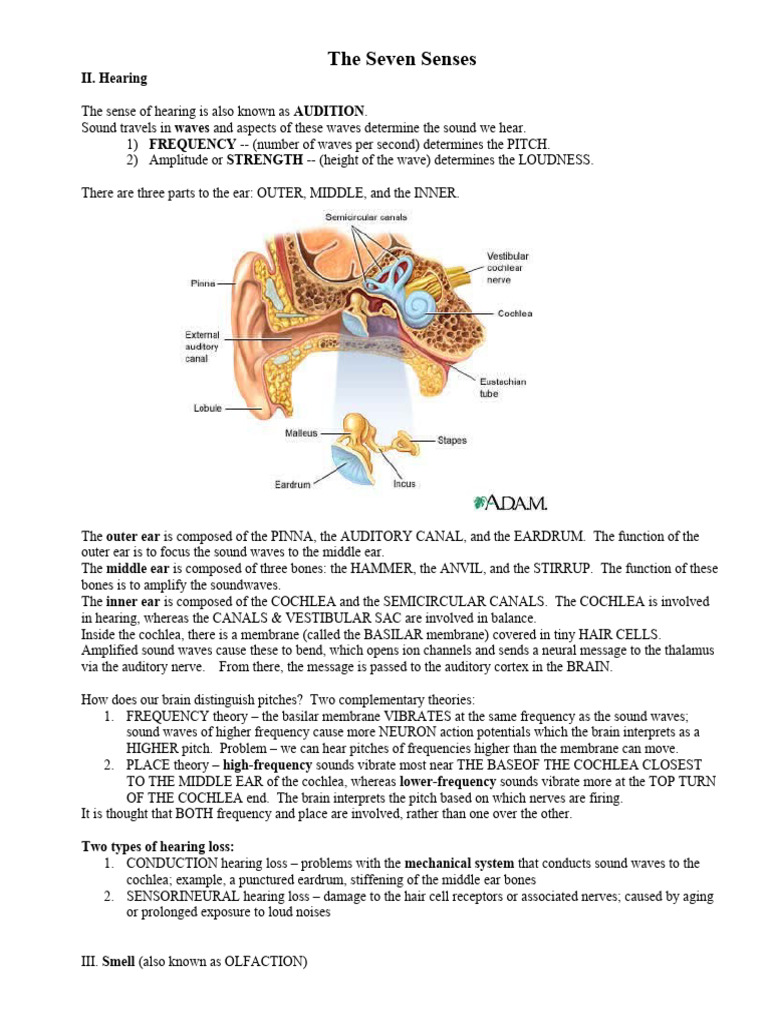 AP Biology Senses Notes KEY | PDF | Taste | Hearing