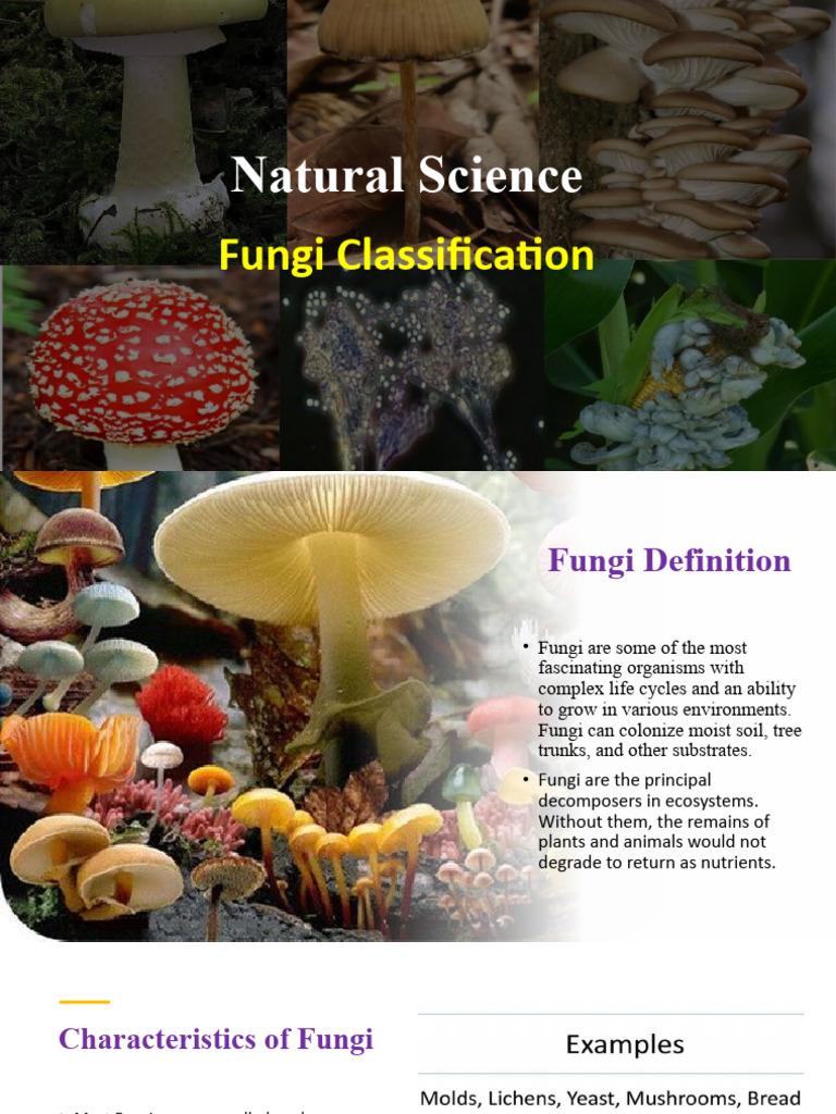 Fungi Classification and Animal Kingdom | PDF | Fungus | Biology