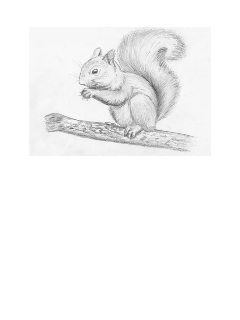 Squirrel | PDF