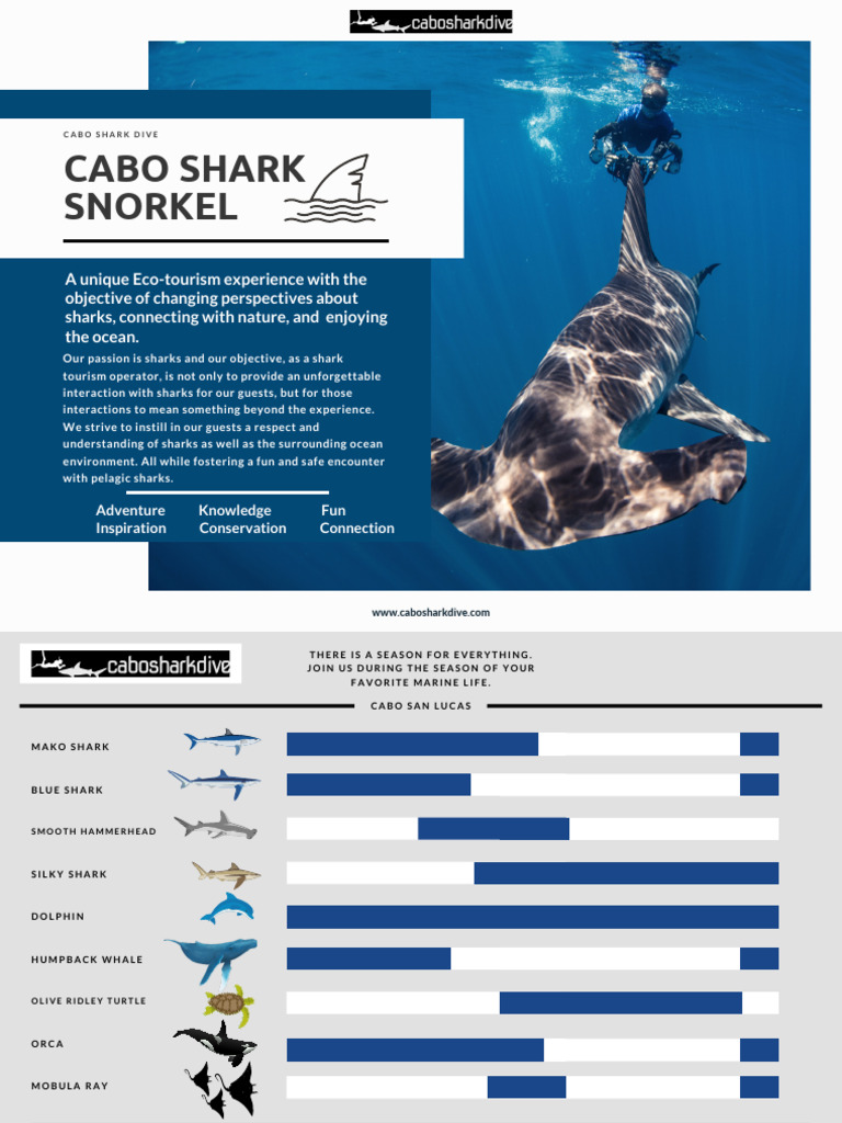 Cabo Shark Snorkel Info | PDF | Sharks | Marine Biology
