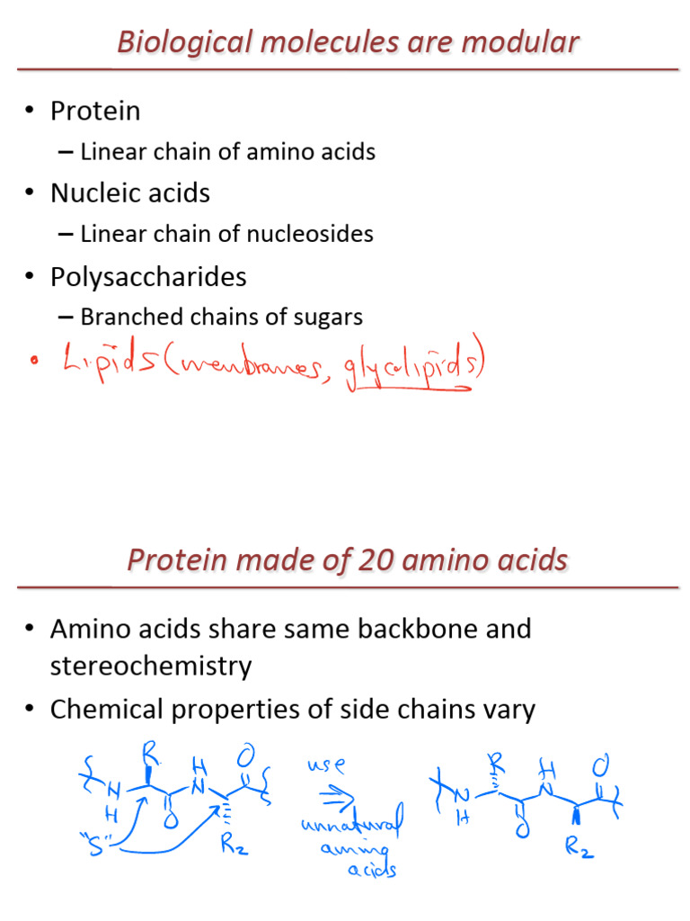 CHM4125SAR Biomolecules Final 2023 | PDF | Amino Acid | Proteins