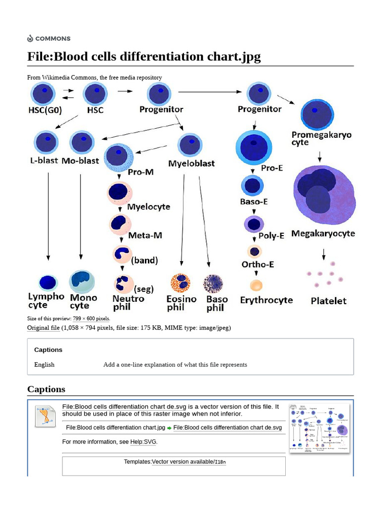 File_Blood_cells_differentiation_chart.jpg | PDF | Creative Commons ...