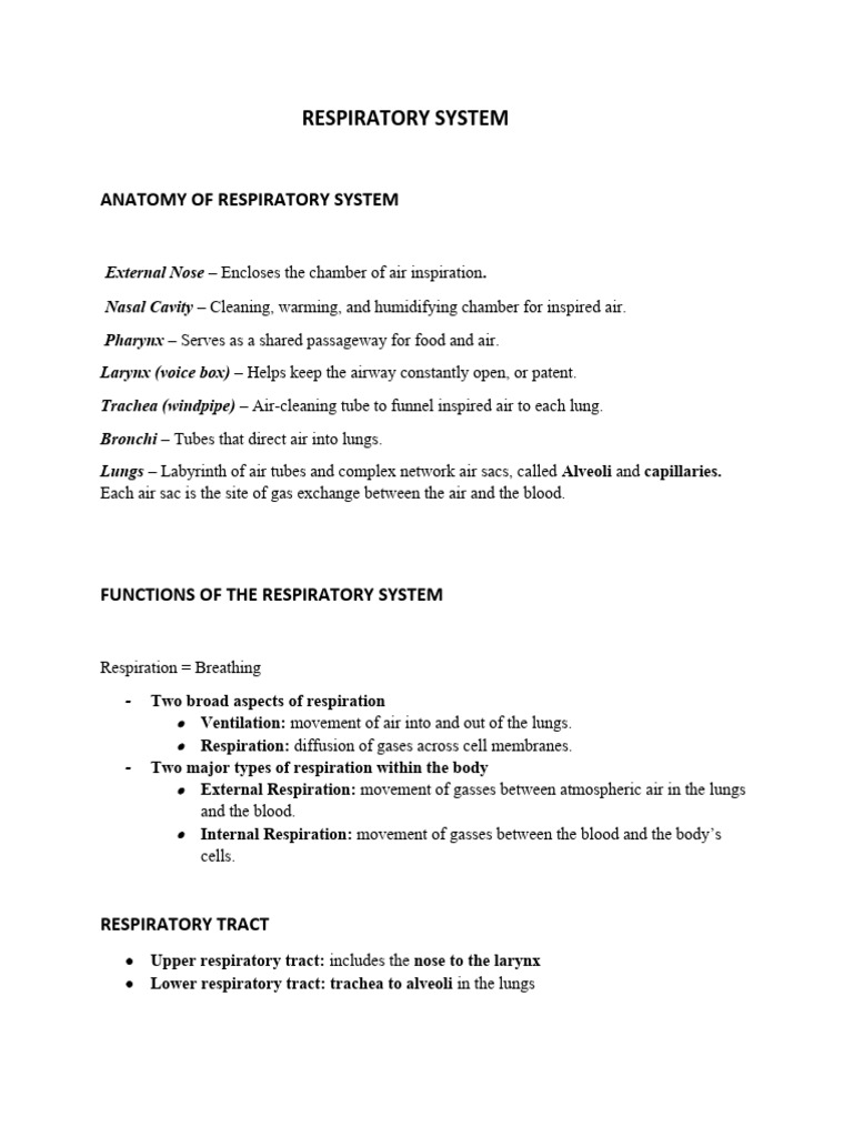 Respiratory System | PDF | Respiratory Tract | Respiratory System