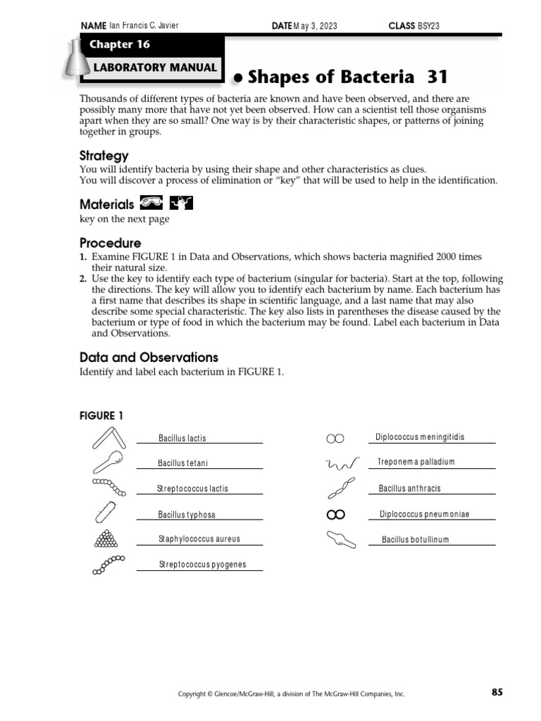 Seatwork On Shapes | PDF | Bacteria | Bacillus