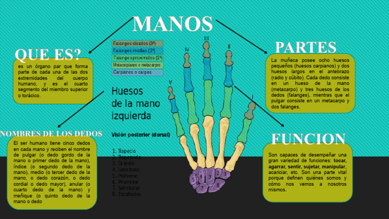 Diagrama De Huesos De La Mano