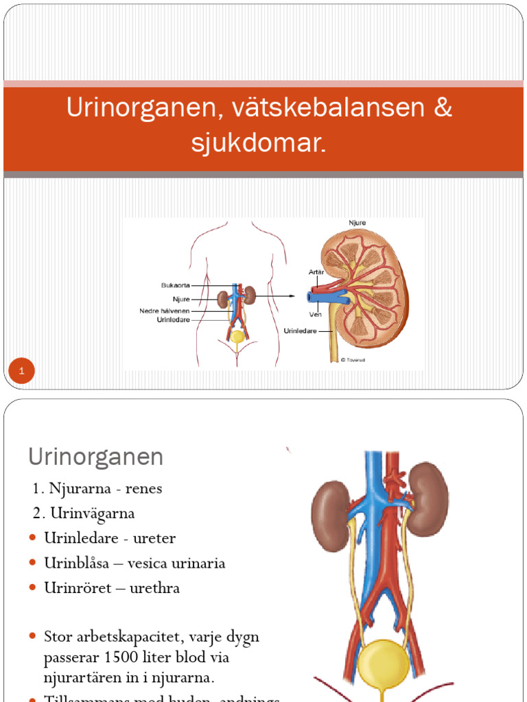 Urinorganen Med 1 | PDF