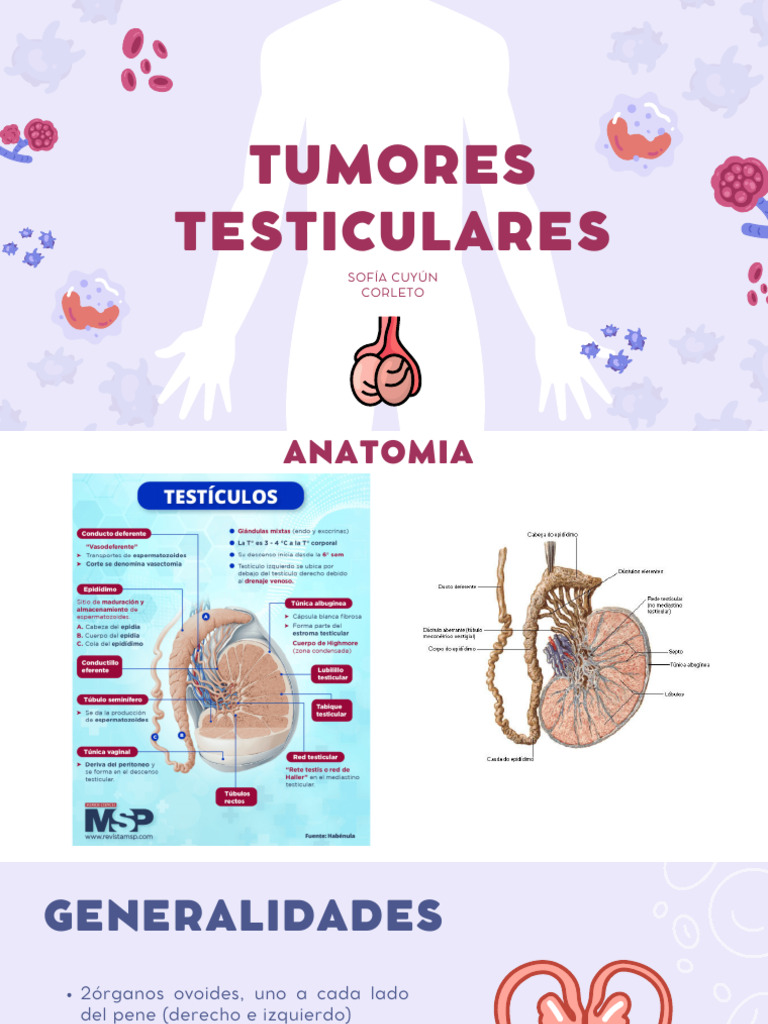 Ca Testicular Sacc Pdf Testículo Metástasis