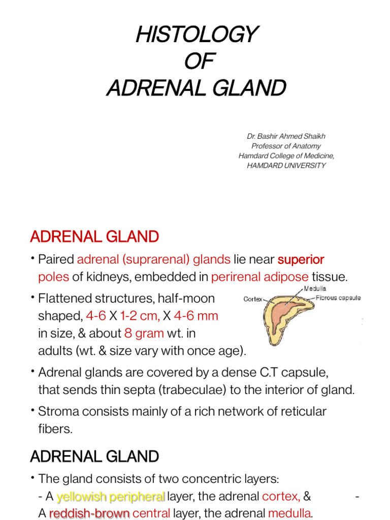 Adrenals HISTOLOGY | PDF | Adrenal Gland | Endocrine System