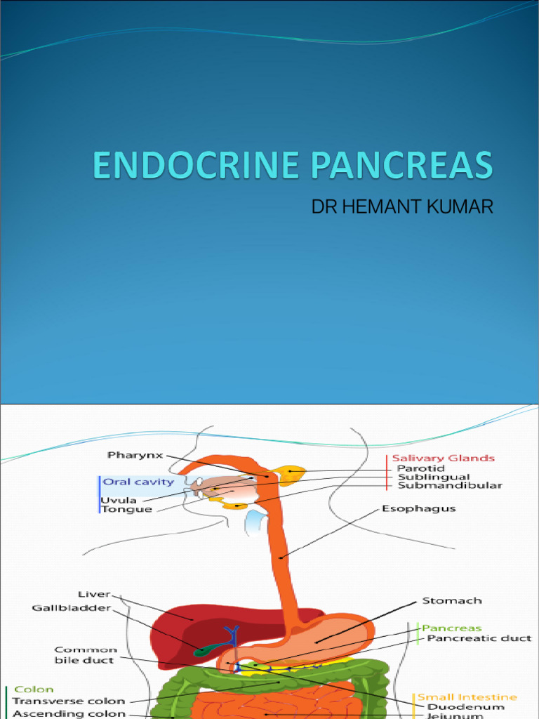 ENDOCRINE PANCREAS | PDF | Pancreas | Endocrine System