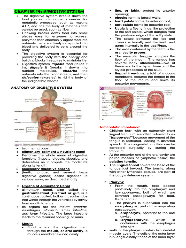 DIGESTIVE SYSTEM - SUMMARY | PDF | Stomach | Digestion